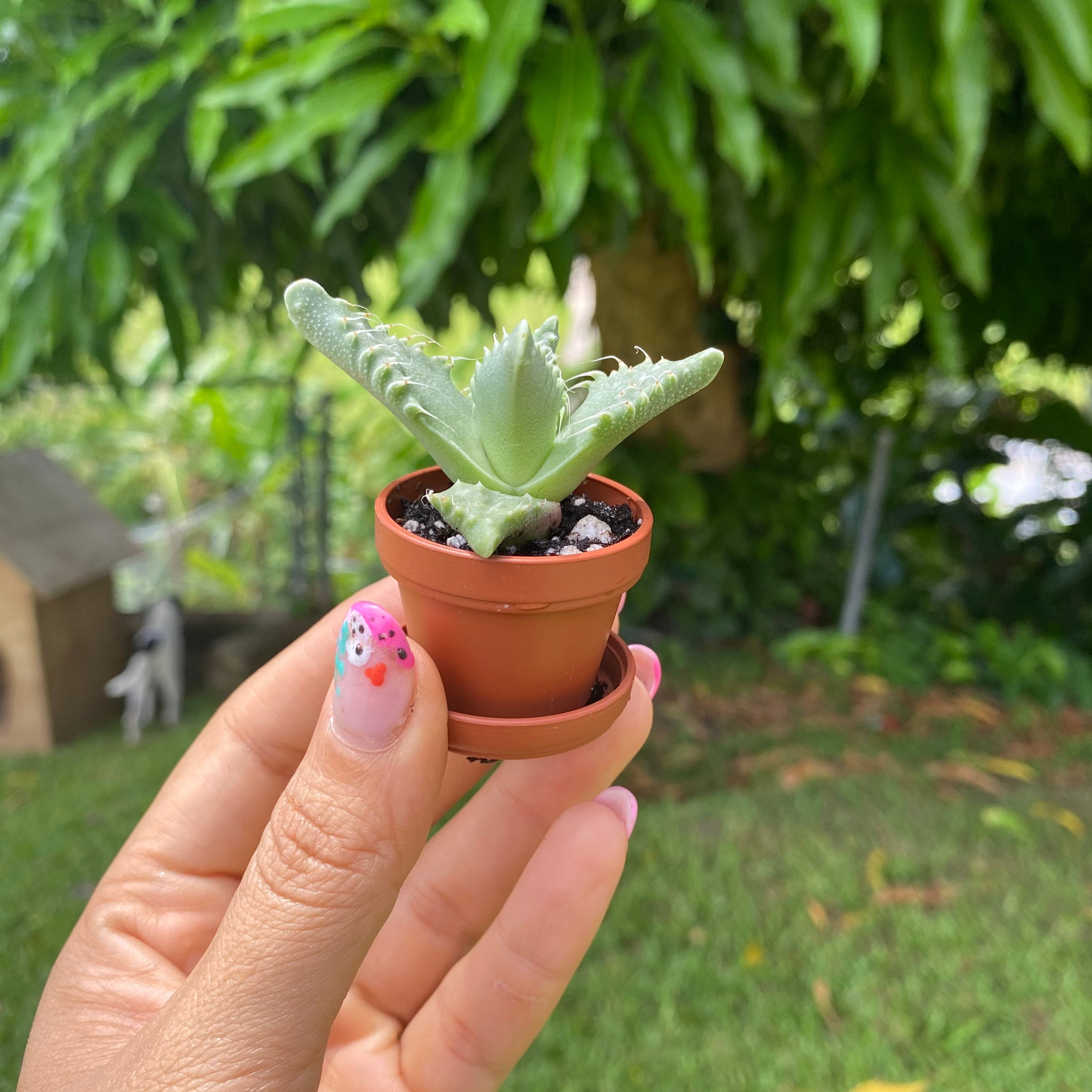 Tiger Jaws Plant/Faucaria tigrina/Easy to grow/1'' Pot | Etsy