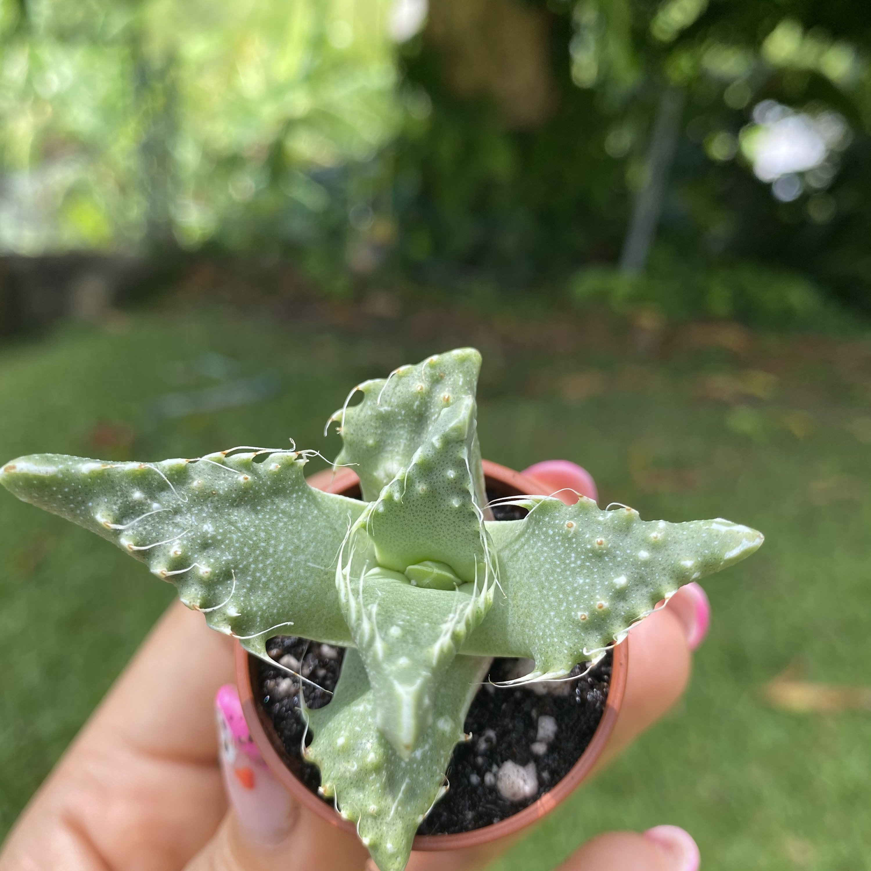 Tiger Jaws Plant/Faucaria tigrina/Easy to grow/1'' Pot | Etsy