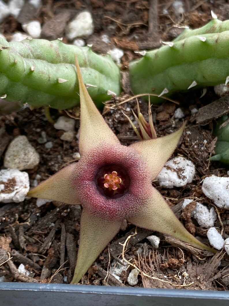 Rare Succulent/ Huernia Plant/ Huernia Procumbens/ 4'' | Etsy
