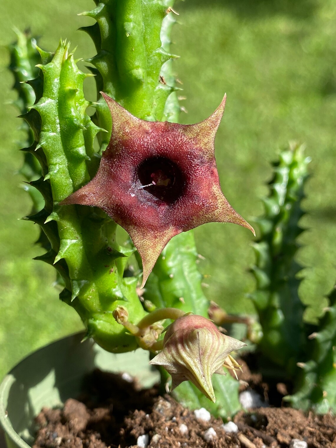 Huernia Macrocarpa/Family of Red Dragon Flower Succulent/ Rare | Etsy
