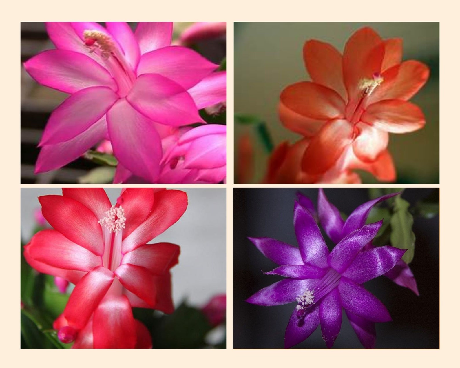Christmas Cactus/Zygocactus Assorted Colors/Choice Pink Deep | Etsy