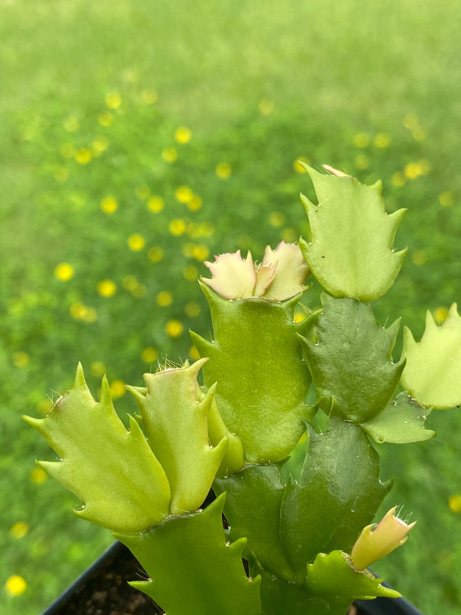 Christmas Cactus/Zygocactus Assorted Colors/Choice Pink Deep | Etsy