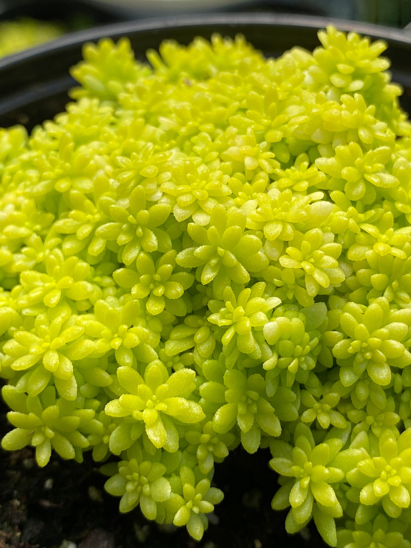Sedum Golden Moss/Ground Cover/Sedum Tokio Sun/Miniature | Etsy