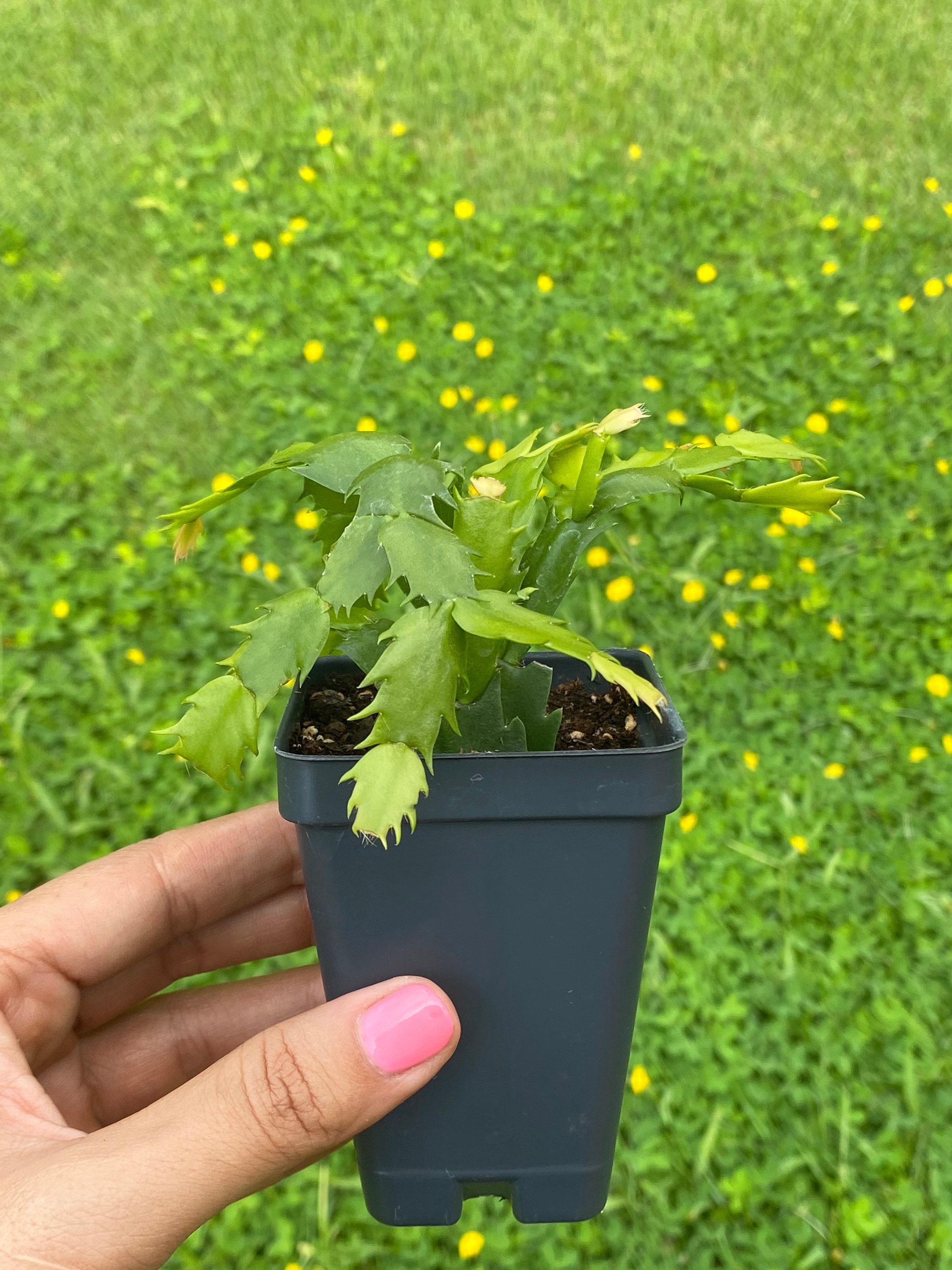 Christmas Cactus/Zygocactus Assorted Colors/Choice Pink Deep | Etsy