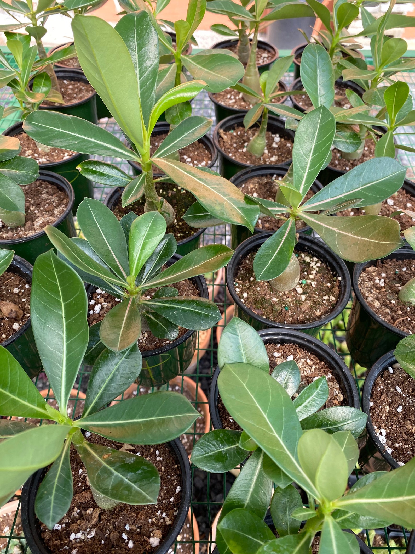 Adenium Obesum/Desert Rose/ 'Red Picotee'/6-8 inch | Etsy