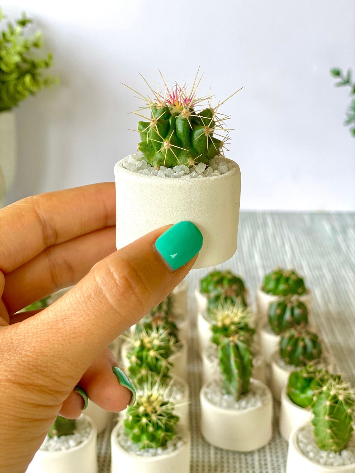 Assorted Mini Cacti Set of 3/Indoor Houseplants/Office | Etsy