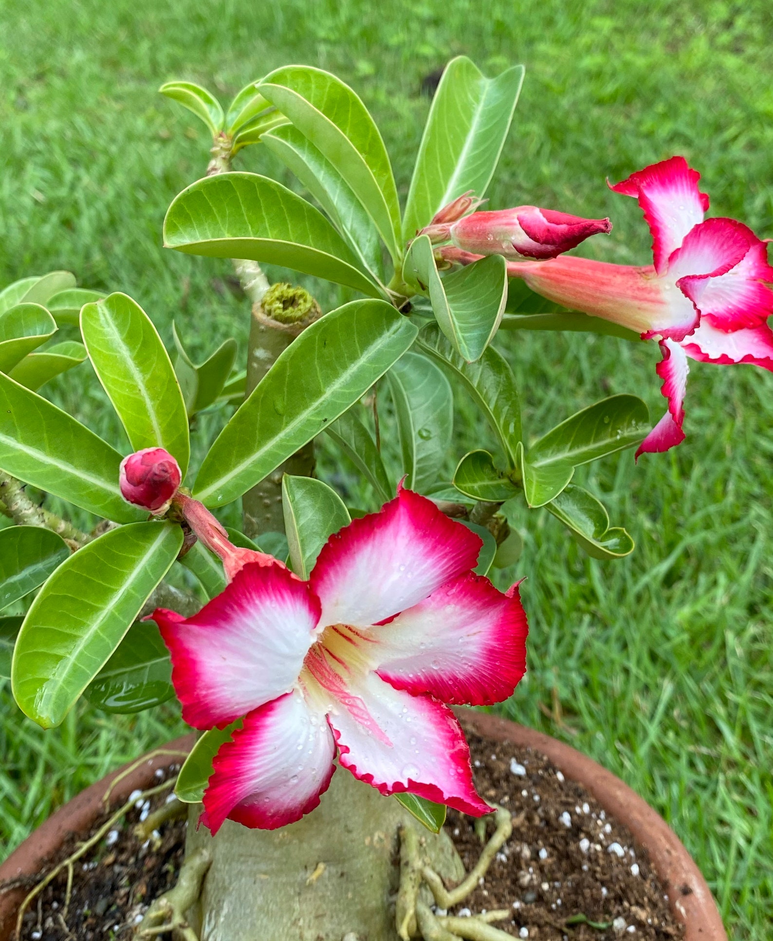 Adenium Obesum/Desert Rose/ 'Red Picotee'/6-8 inch | Etsy
