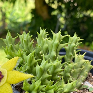 Rare Succulent/orbea Plant/ Yellow Orbea/ Orbea Semota Var. Lutea/ Live ...
