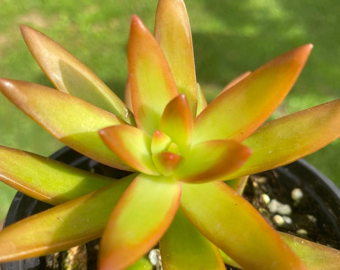 Sedum Adolphi Firestorm/firecracker Succulent/golden Sedum/sedum ...
