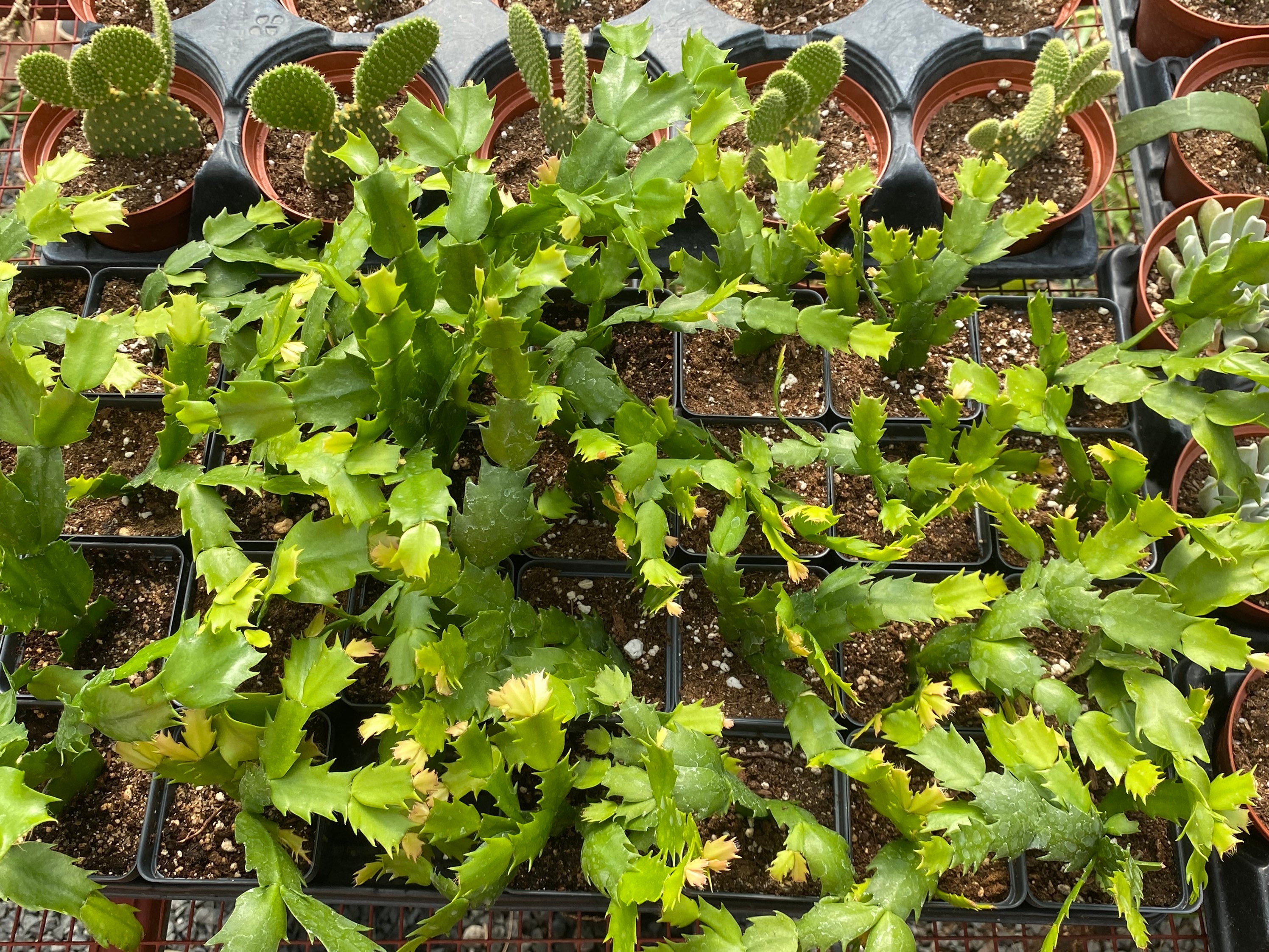 Christmas Cactus/Zygocactus Assorted Colors/Choice Pink Deep | Etsy