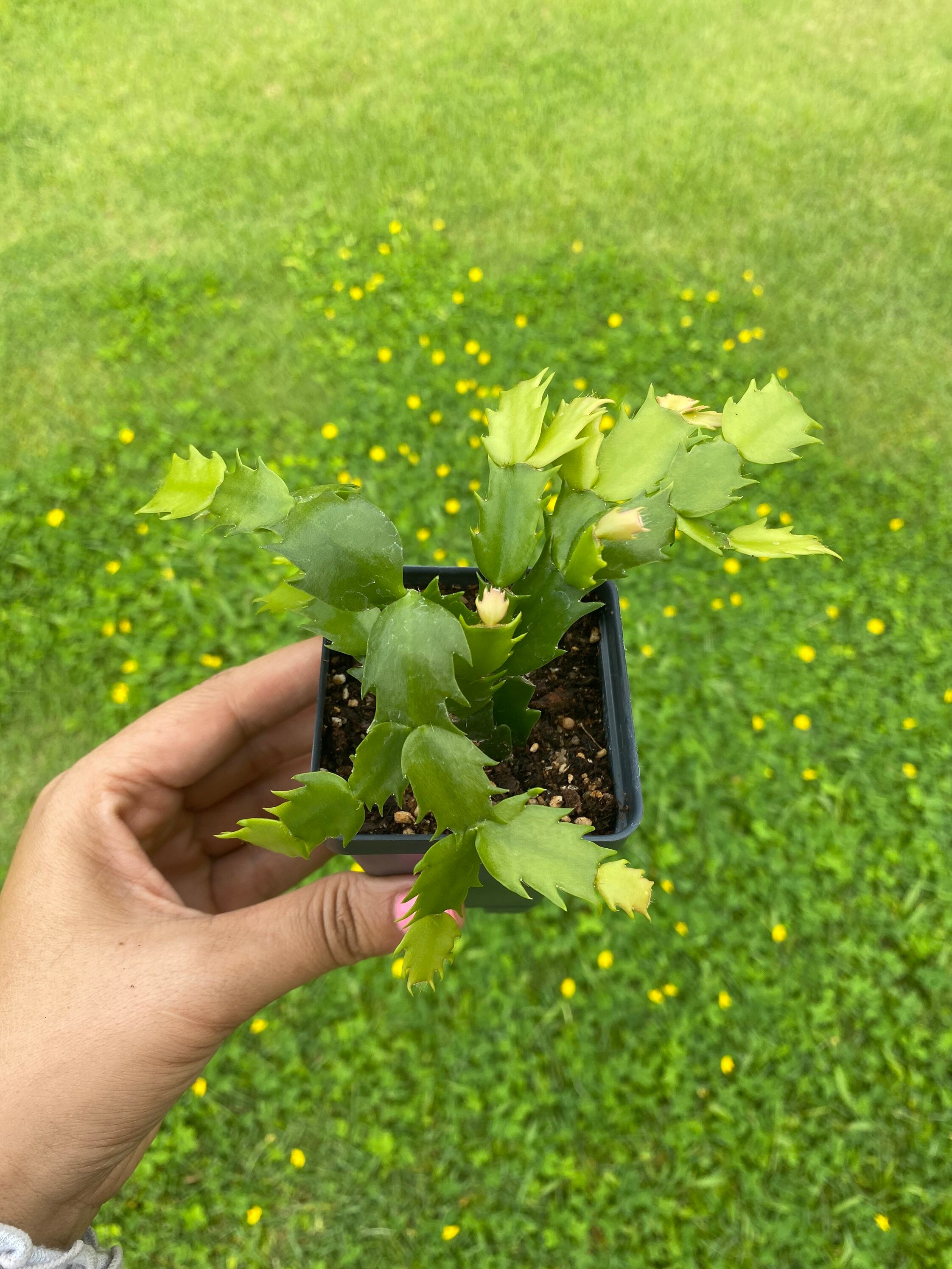 Christmas Cactus/Zygocactus Assorted Colors/Choice Pink Deep | Etsy