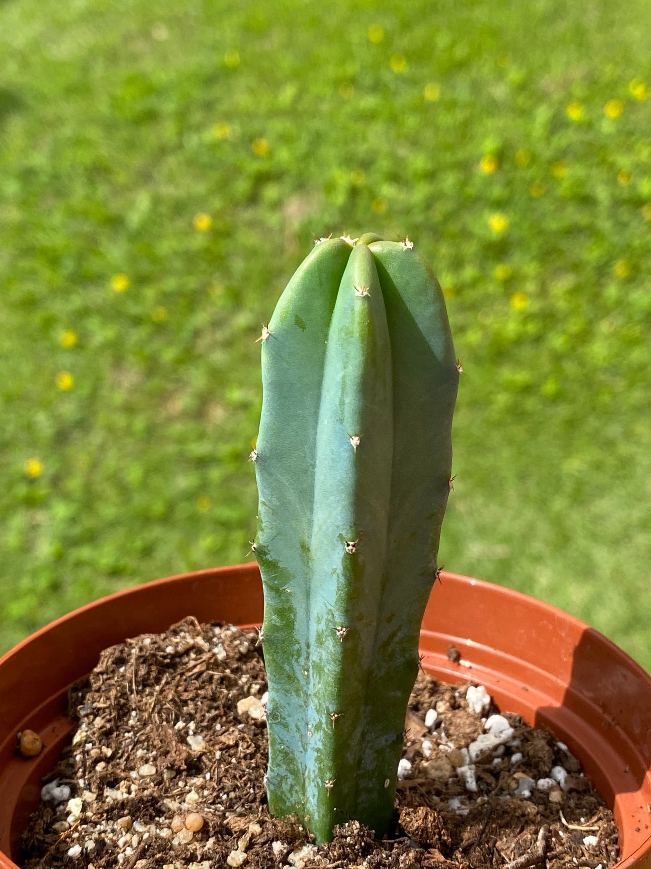 Myrtillocactus Geometrizans/ 4 Live Plant | Etsy