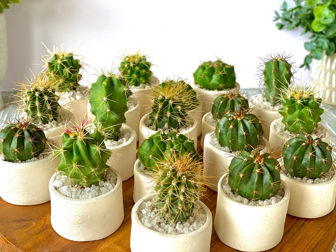 Assorted Mini Cacti Set of 3/Indoor Houseplants/Office | Etsy