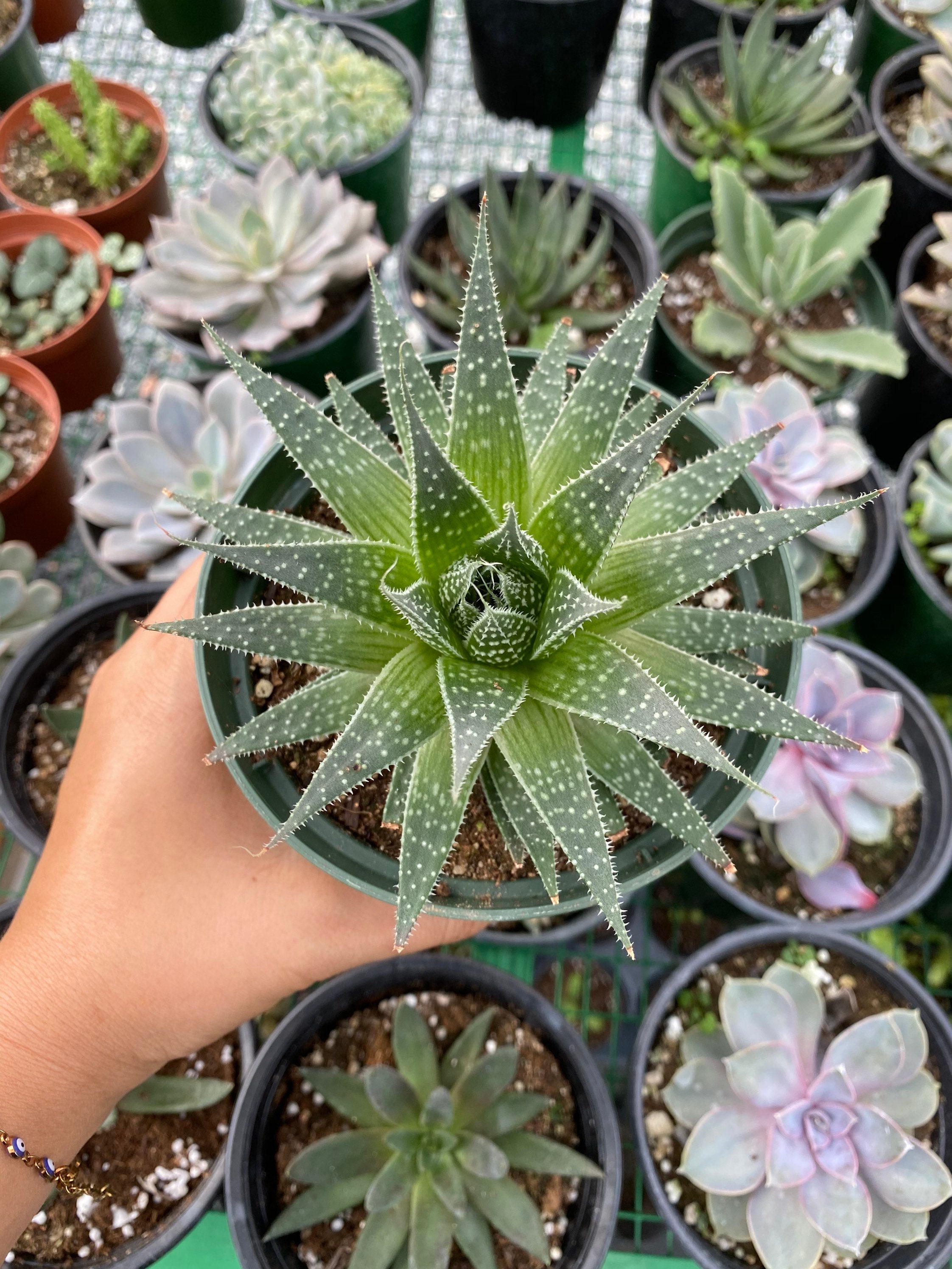 Aloe Aristata/Lace Aloe/Torch Plant/ Succulent/Live Plant | Etsy