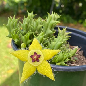 Rare Succulent/orbea Plant/ Yellow Orbea/ Orbea Semota Var. Lutea/ Live ...