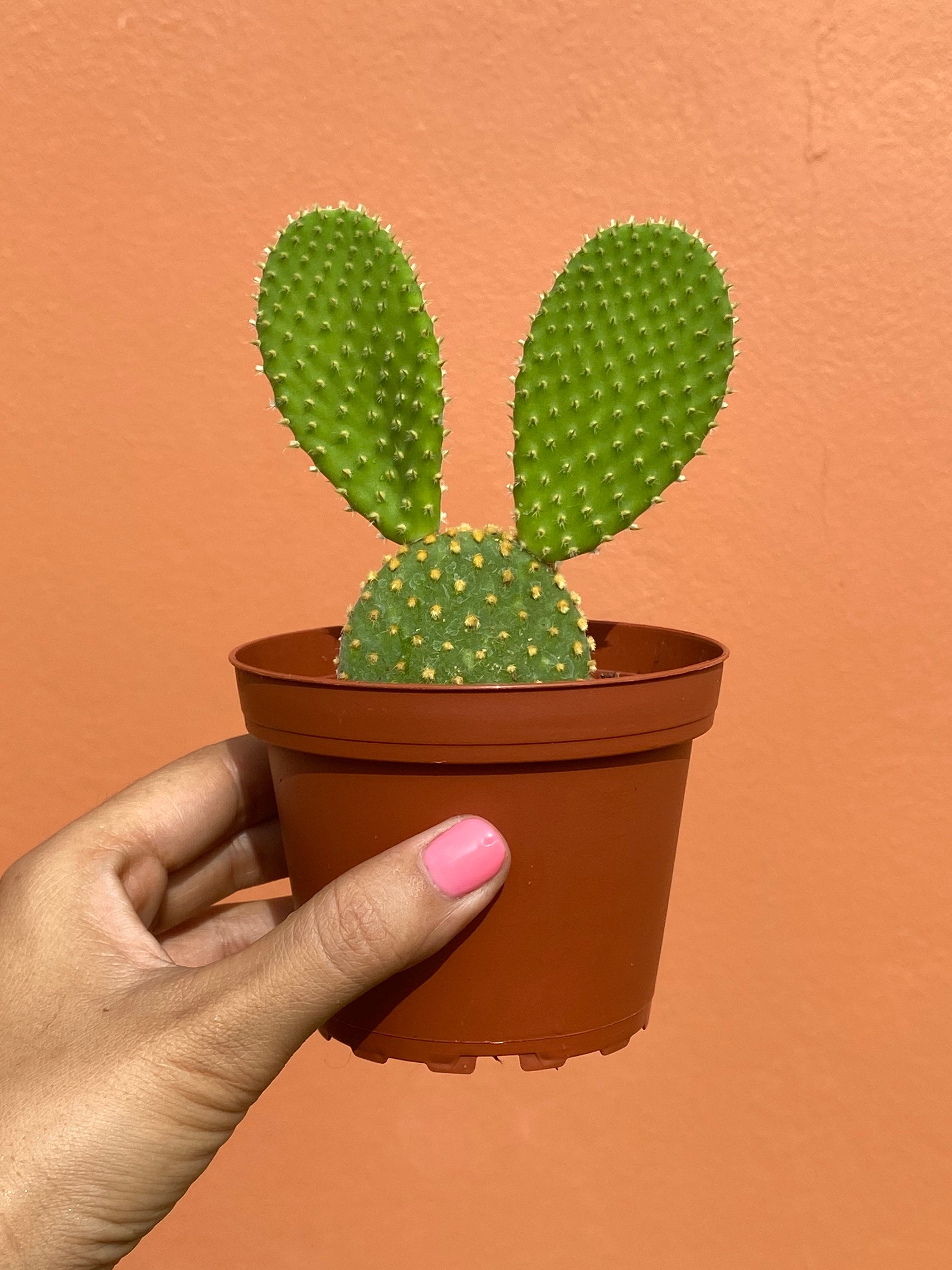 OPUNTIA MICRODASYS/Bunny Ear Cactus/Mickey Mouse Cactus | Etsy