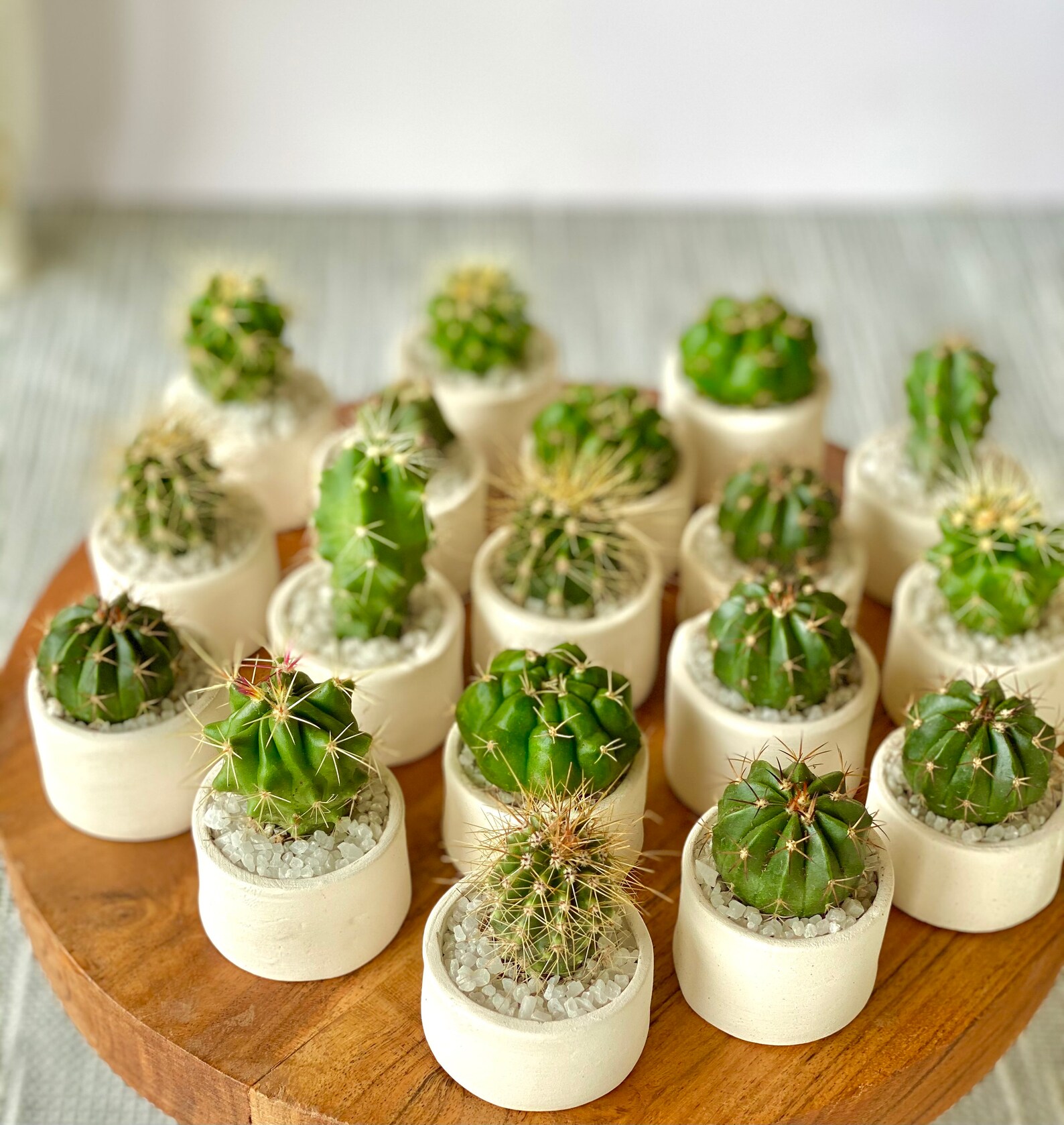 Assorted Mini Cacti Set of 3/Indoor Houseplants/Office | Etsy