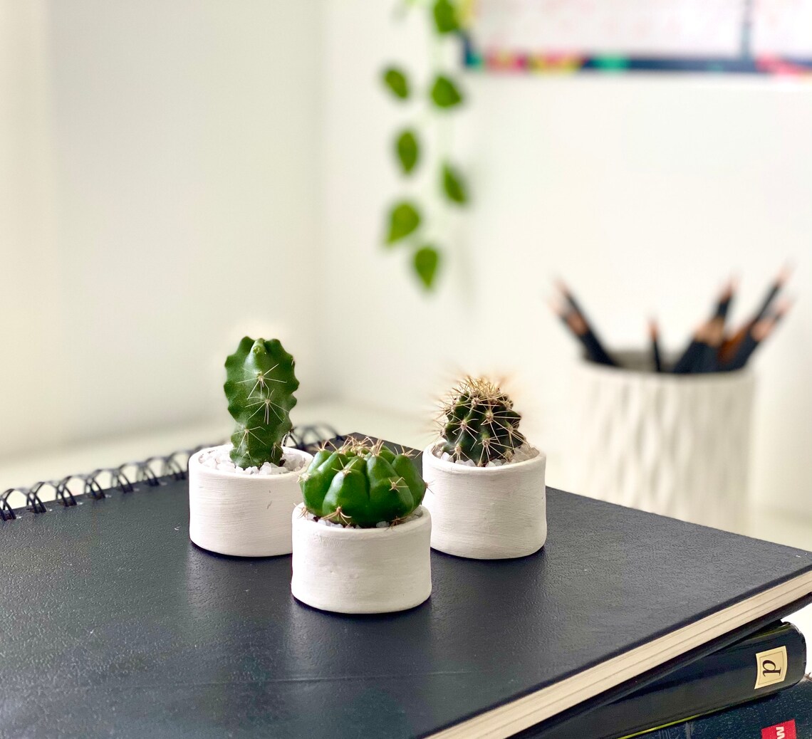 Assorted Mini Cacti Set of 3/Indoor Houseplants/Office | Etsy