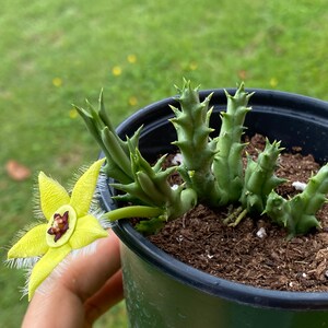 Rare Succulent/orbea Plant/ Yellow Orbea/ Orbea Semota Var. Lutea/ Live ...
