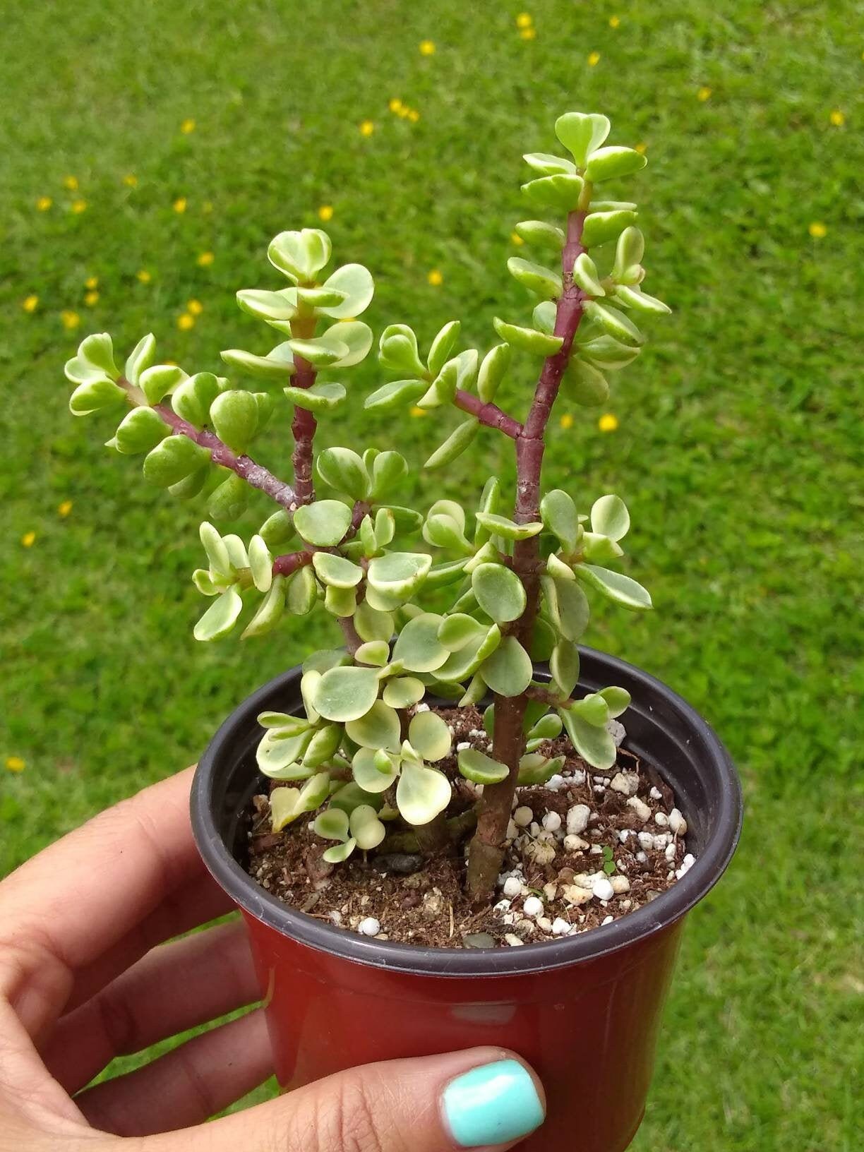 Portulacaria Variegated/Elephant Bush/Rainbow Bush/Jade | Etsy