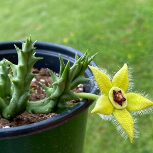Rare Succulent/orbea Plant/ Yellow Orbea/ Orbea Semota Var. Lutea/ Live ...