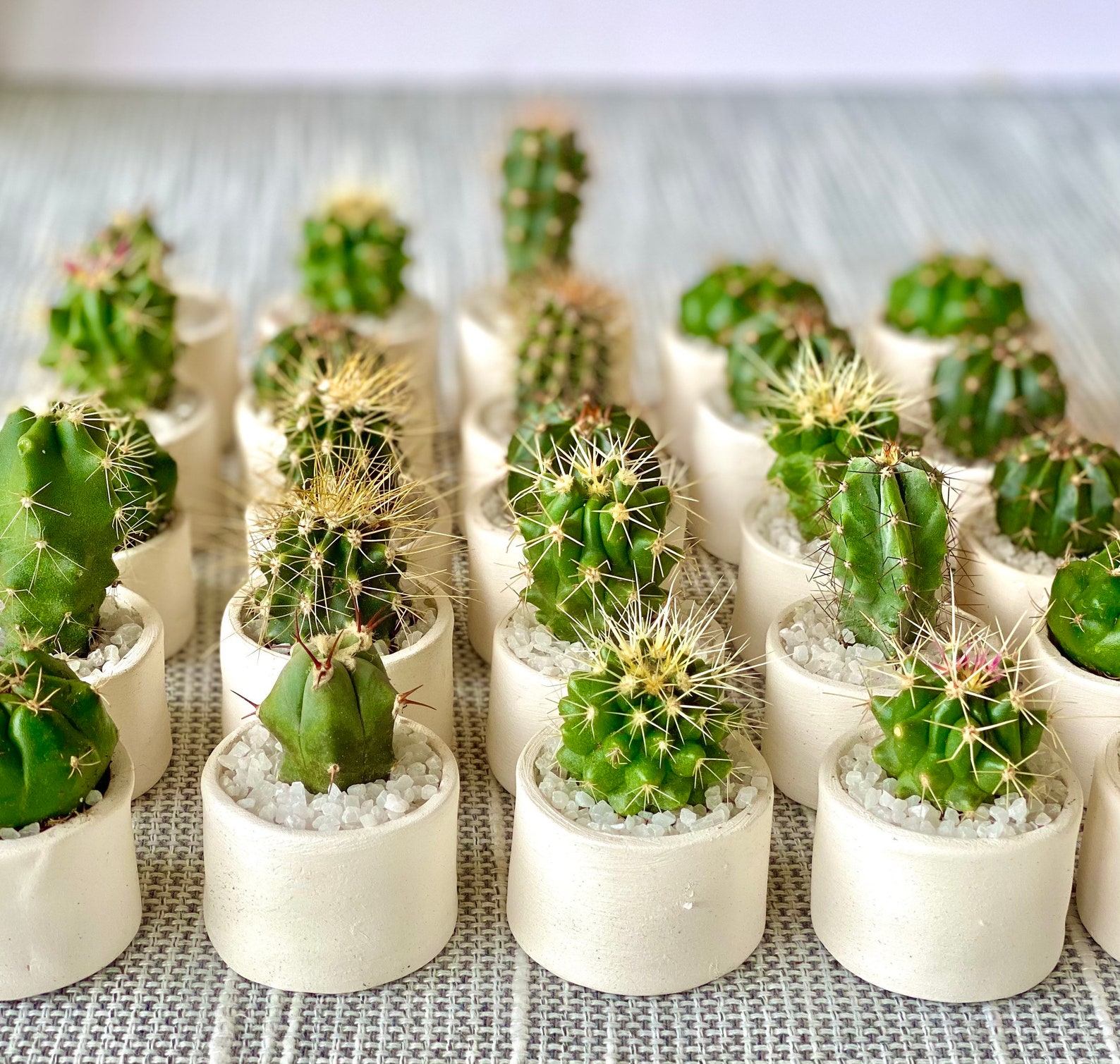 Assorted Mini Cacti Set of 3/Indoor Houseplants/Office | Etsy