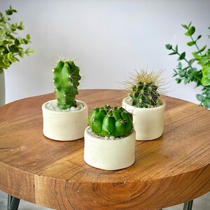 Assorted Mini Cacti Set of 3/Indoor Houseplants/Office | Etsy