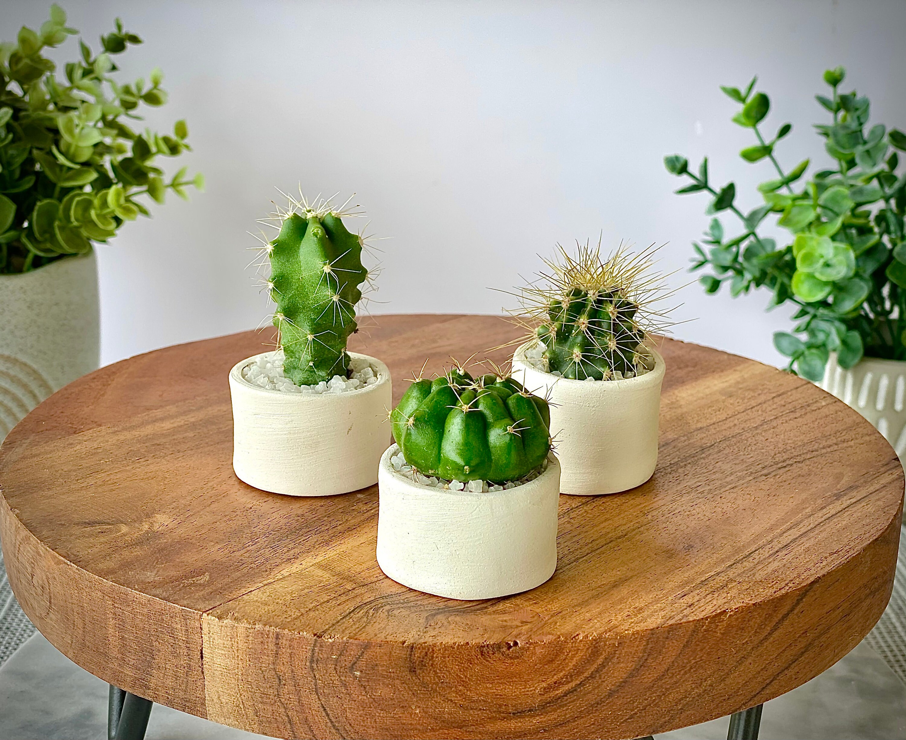 Assorted Mini Cacti Set of 3/Indoor Houseplants/Office | Etsy