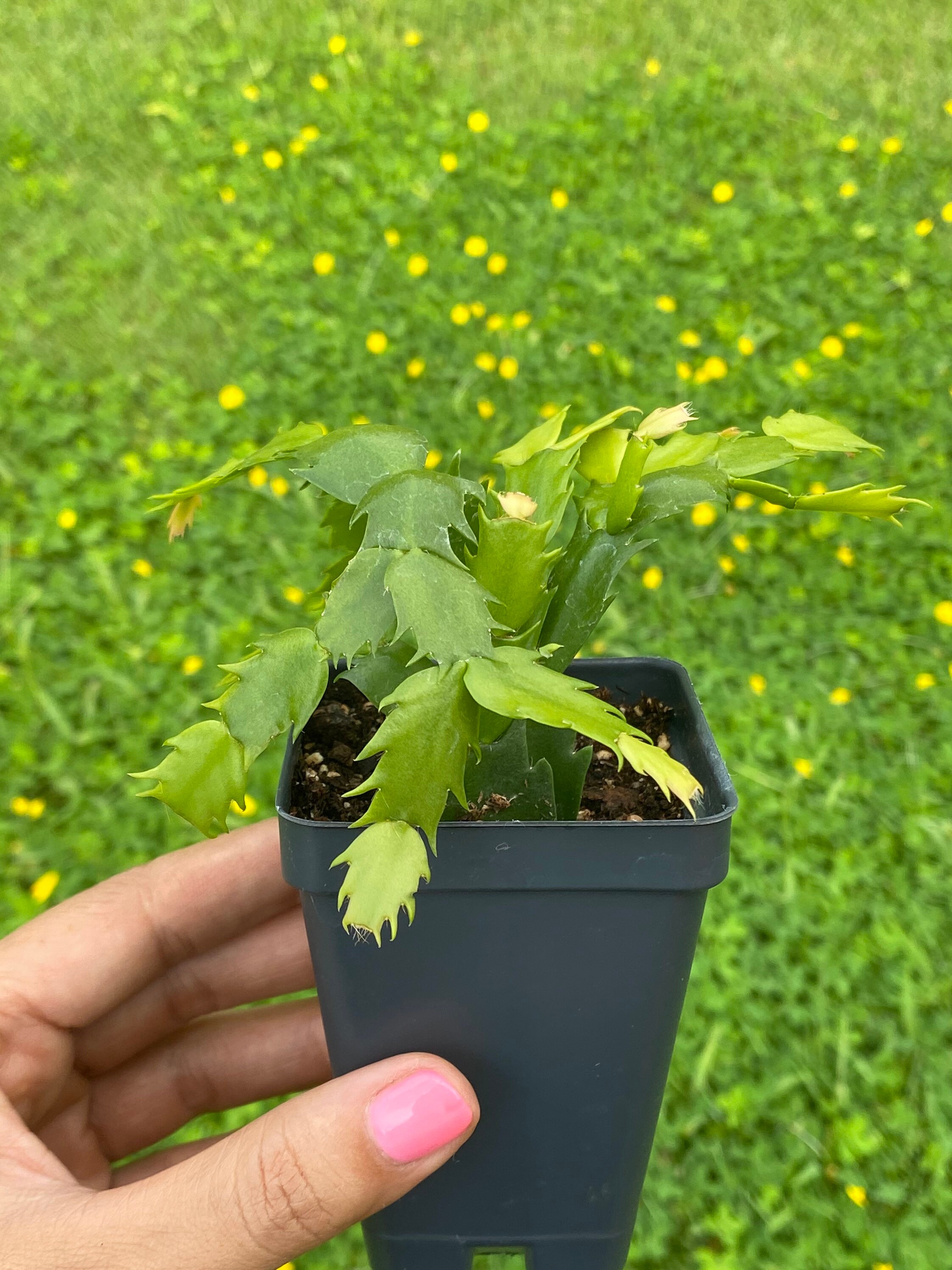 Christmas Cactus/Zygocactus Assorted Colors/Choice Pink Deep | Etsy