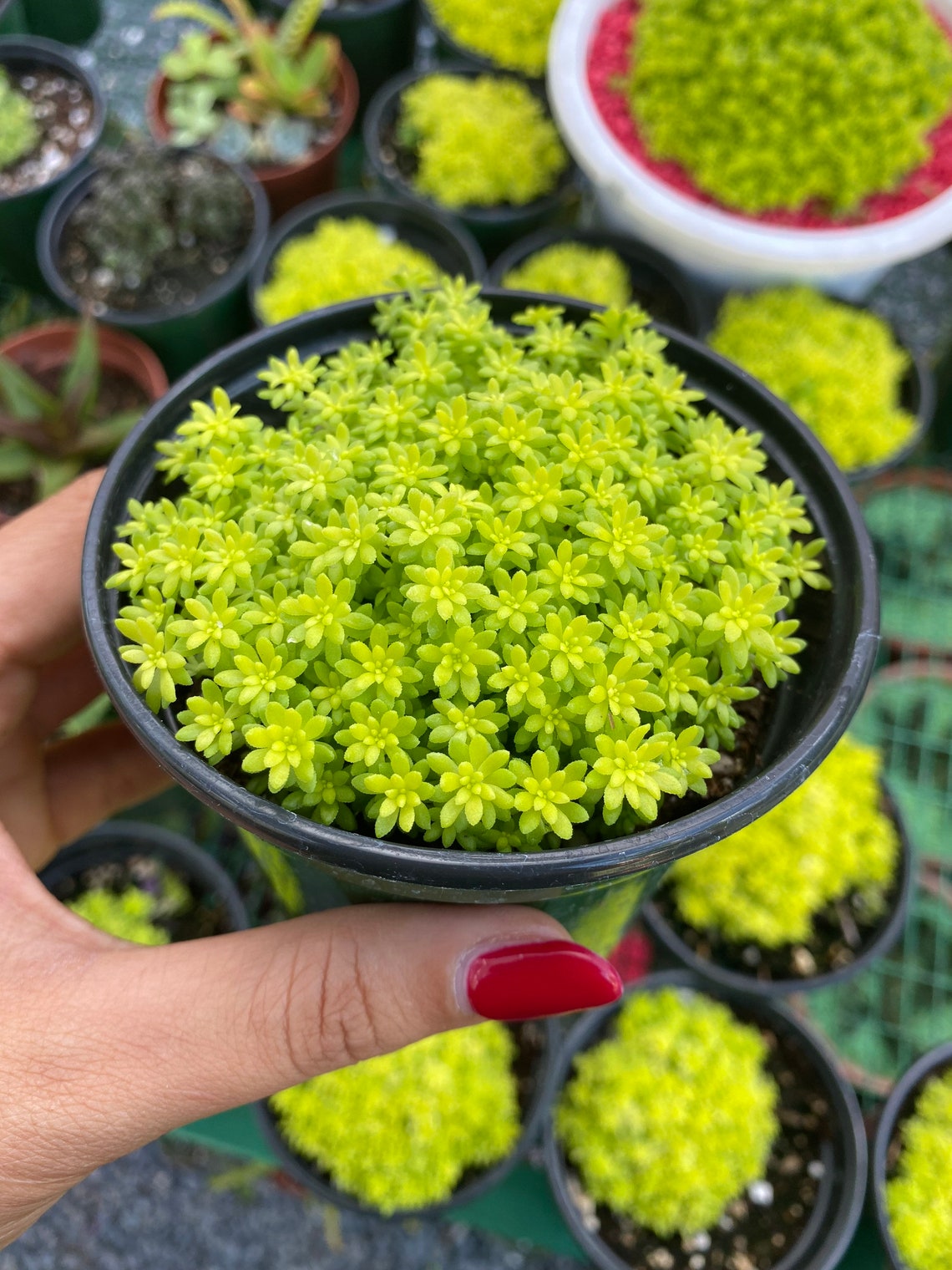 Sedum Golden Moss/Ground Cover/Sedum Tokio Sun/Miniature | Etsy