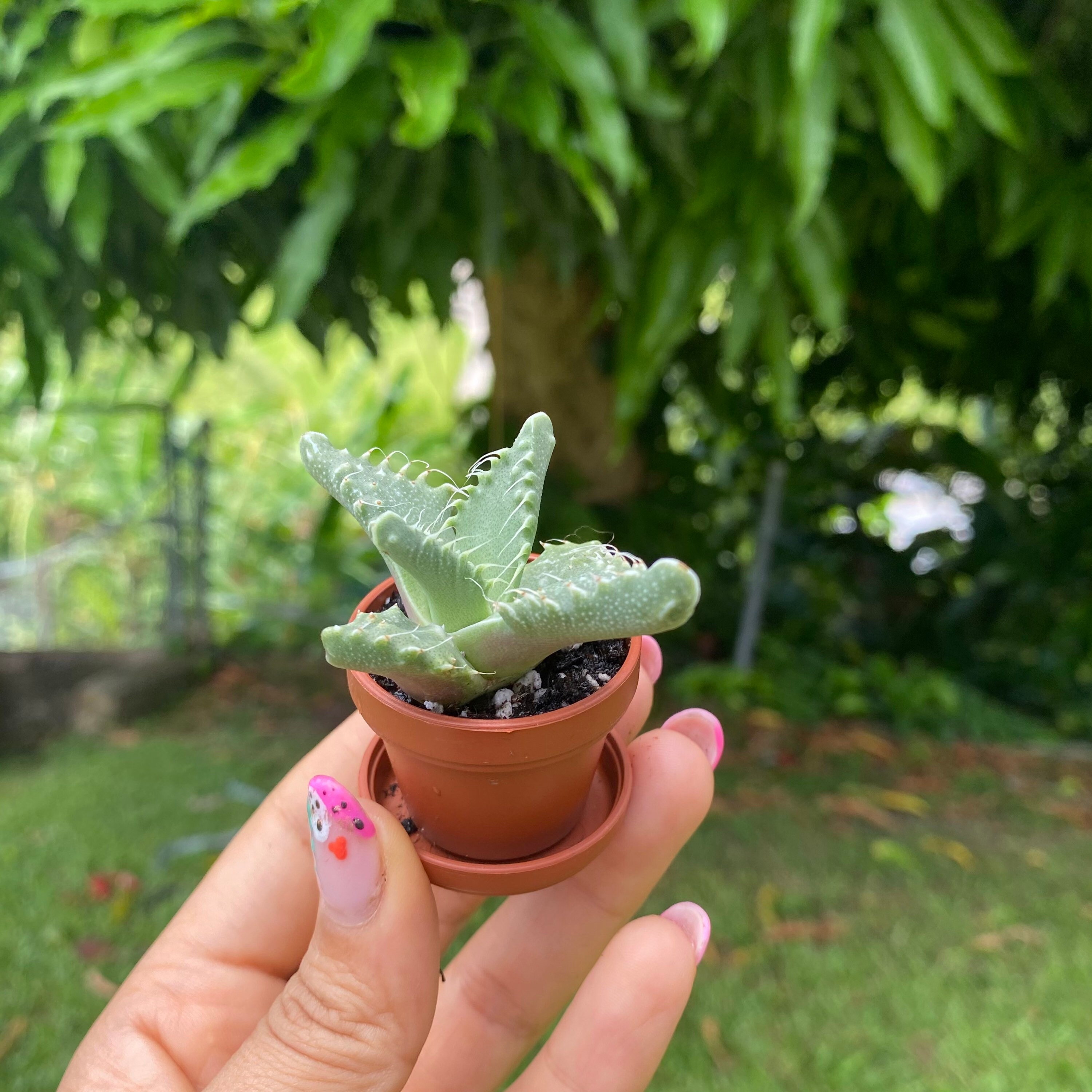 Tiger Jaws Plant/Faucaria tigrina/Easy to grow/1'' Pot | Etsy