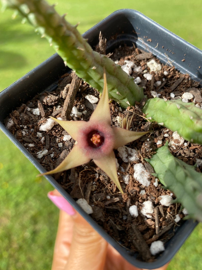 Rare Succulent/ Huernia Plant/ Huernia Procumbens/ 4'' | Etsy