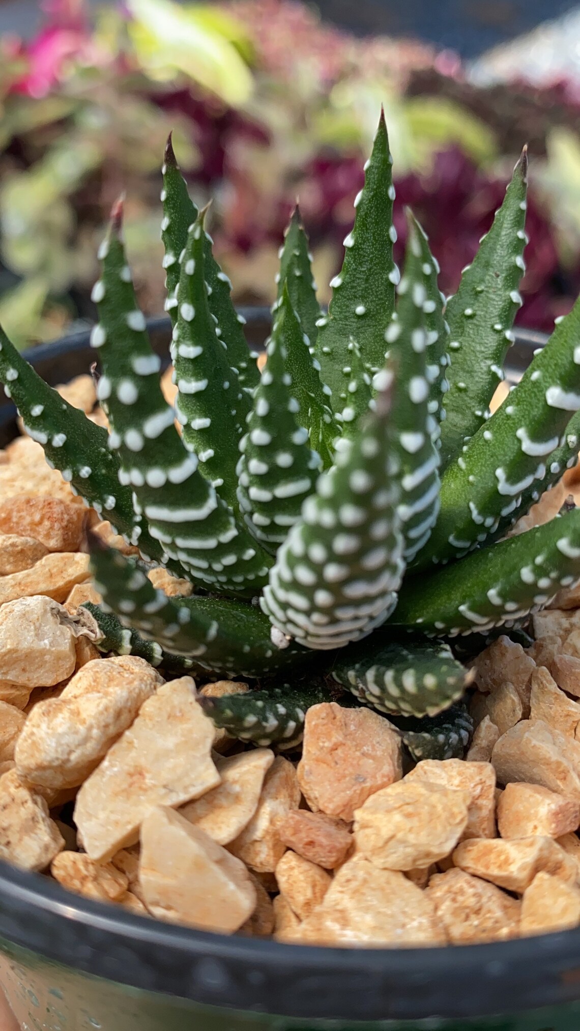 Zebra Haworthia Fasciata Live Plant/Zebra | Etsy