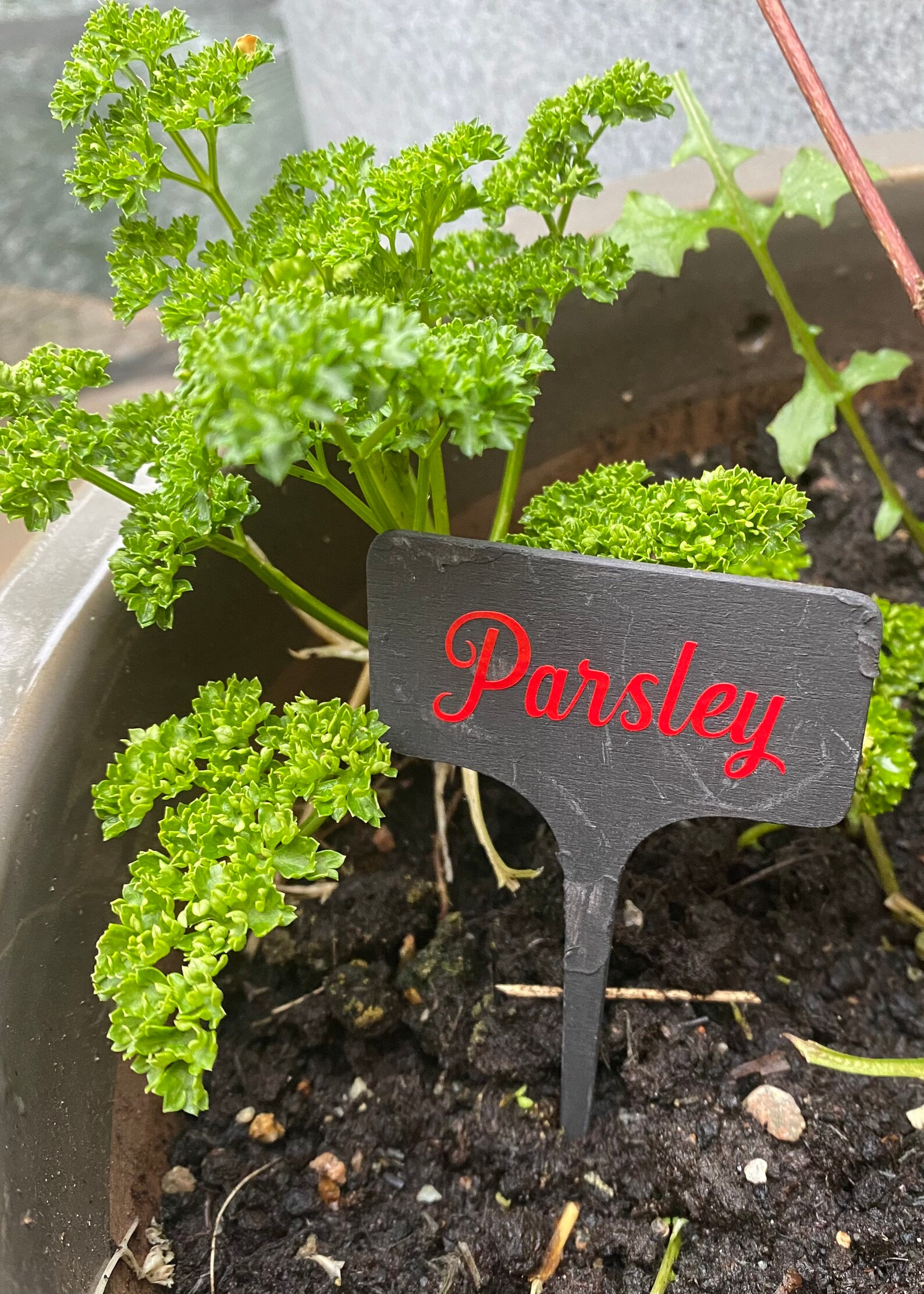 Herb Labels, Plant Name Labels, Flower, Vegetable, Herb Stake Marker ...