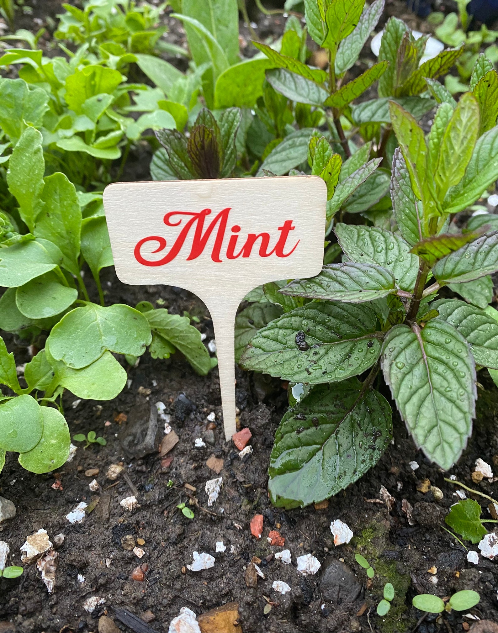 Herb Labels, Plant Name Labels, Flower, Vegetable, Herb Stake Marker ...