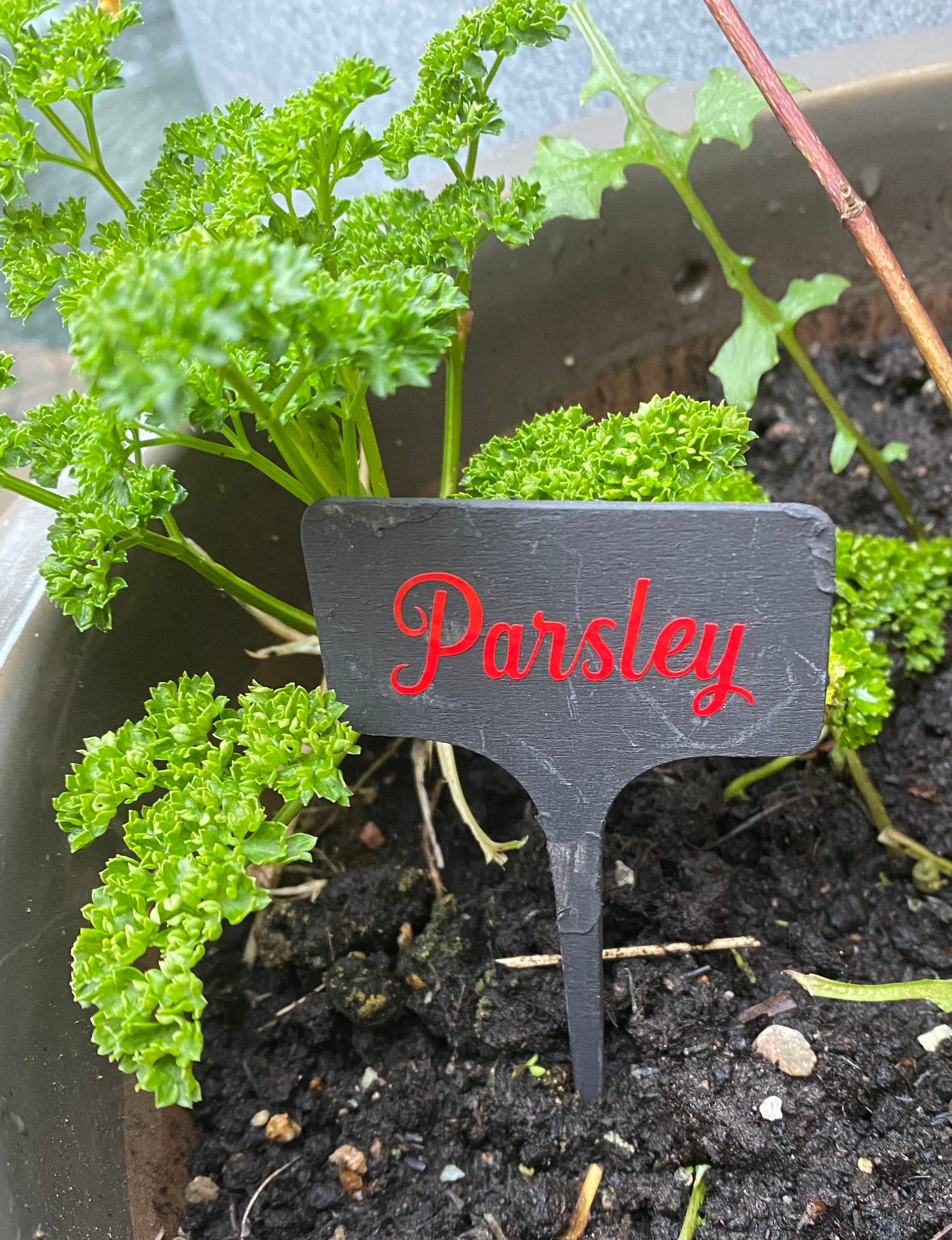 Herb Labels, Plant Name Labels, Flower, Vegetable, Herb Stake Marker ...