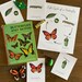 Butterfly Life Cycle & 3 Part Cards - Etsy