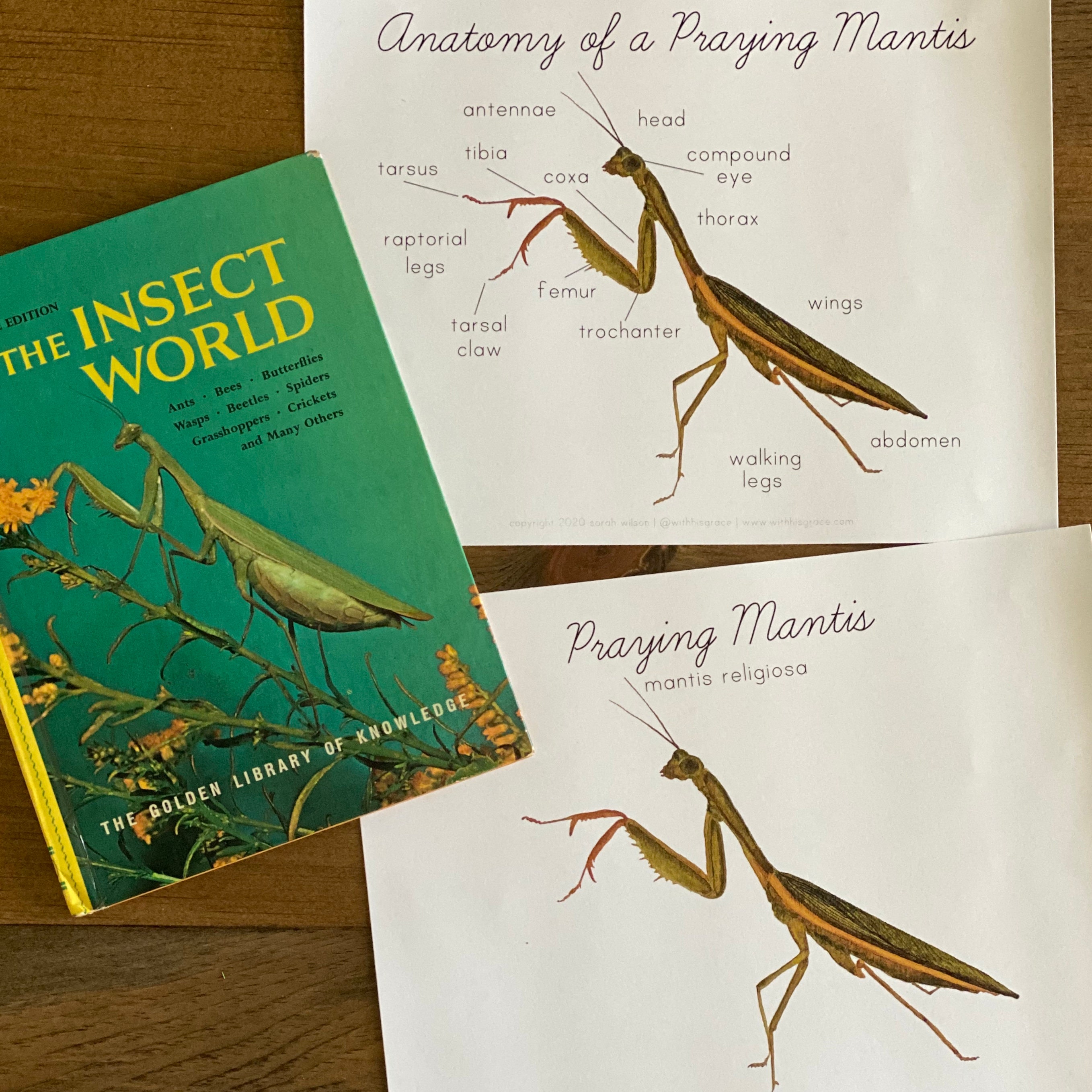 Praying Mantis Anatomy