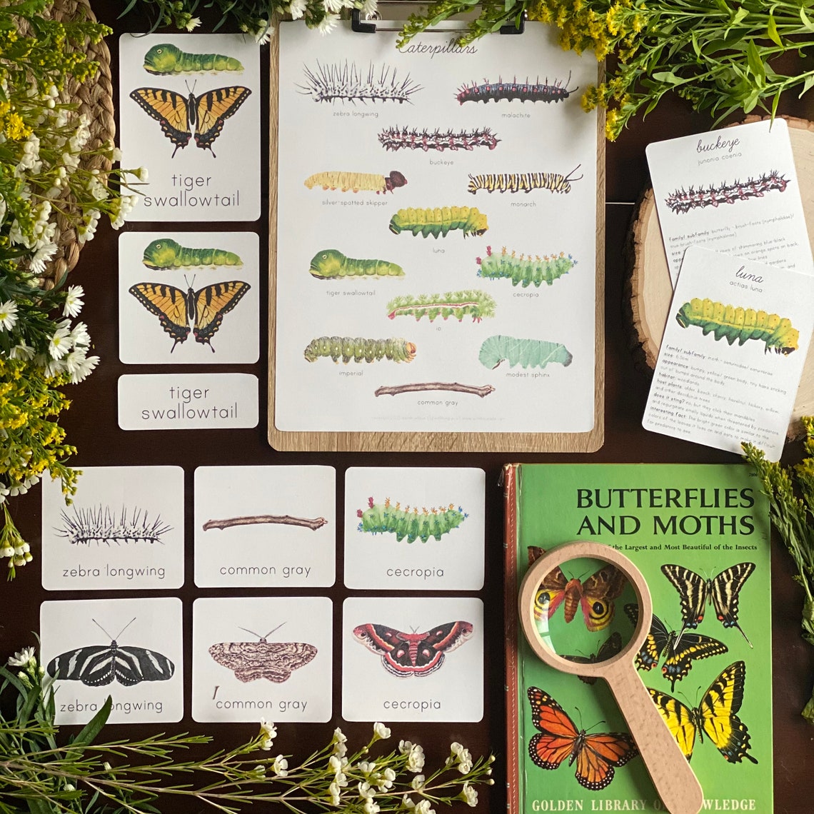 Caterpillar Nature Guide - Etsy