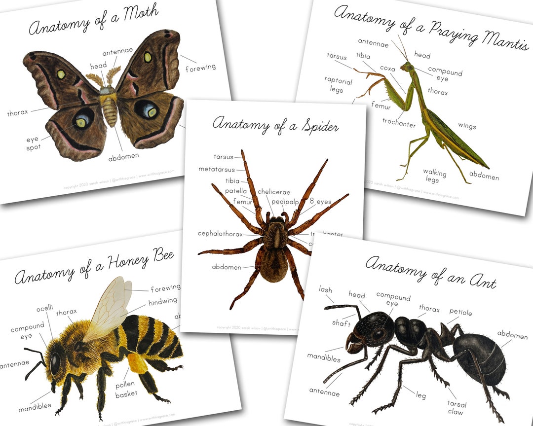 Minibeasts Anatomy Set - Etsy