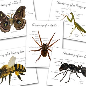 Minibeasts Anatomy Set - Etsy