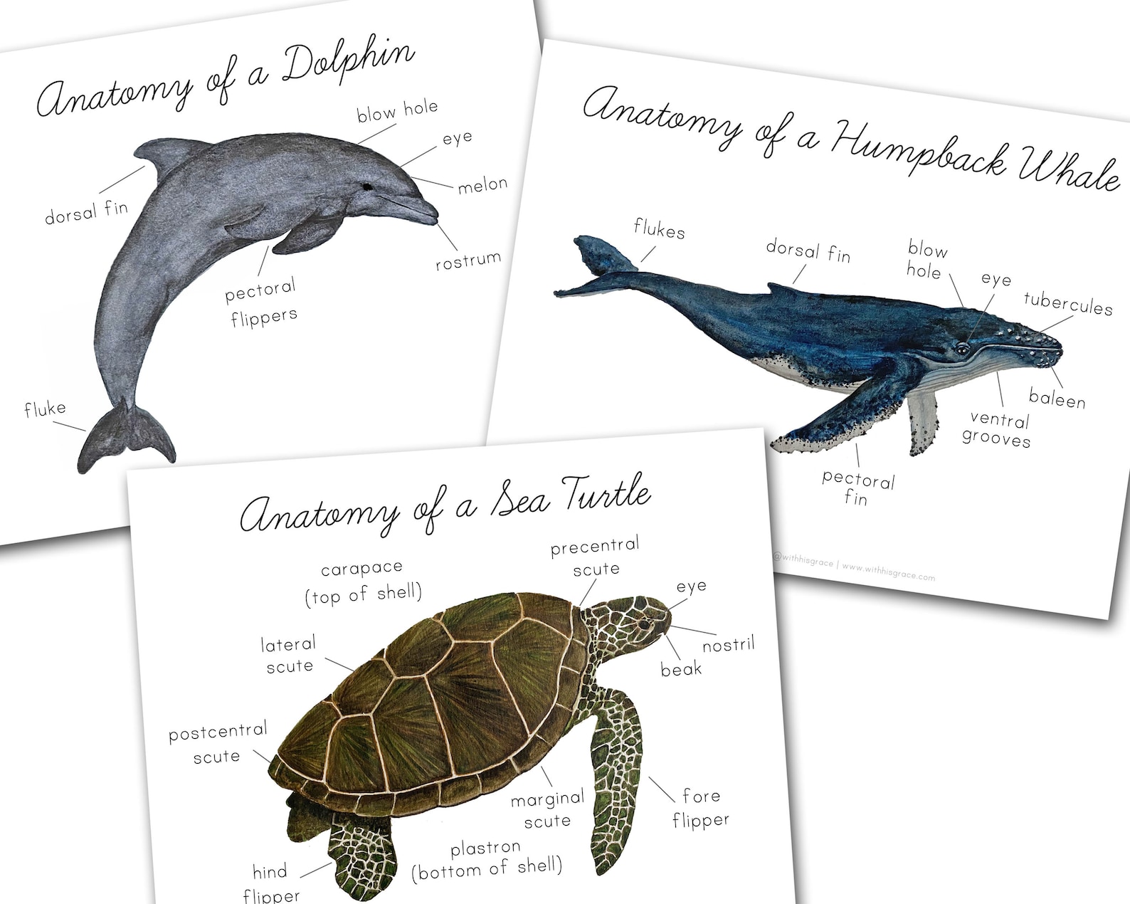 Ocean Anatomy Set - Etsy