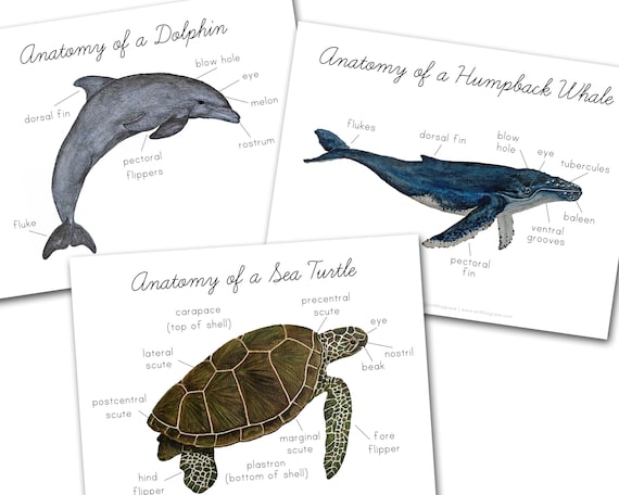 Ocean Anatomy Set - Etsy