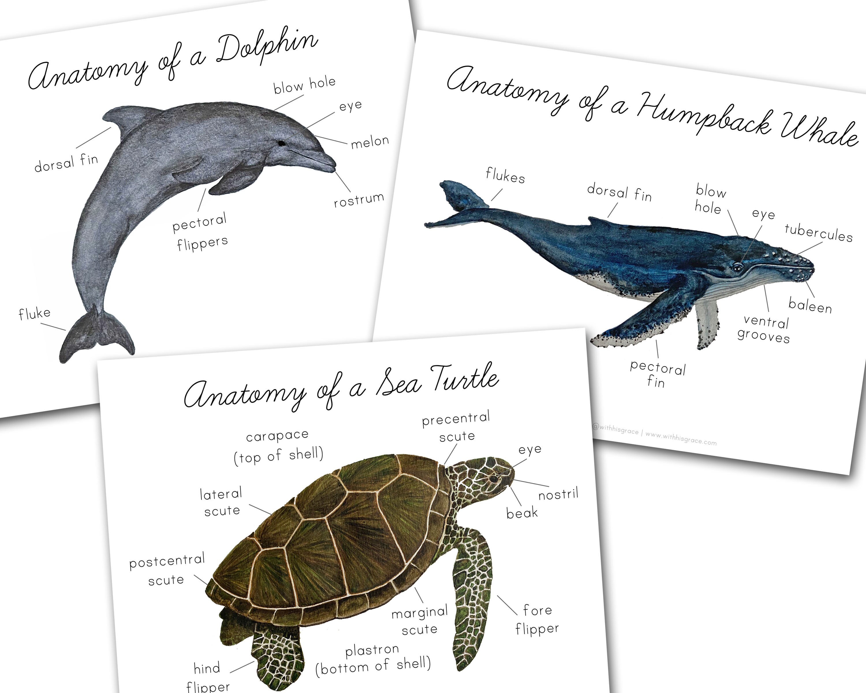 Ocean Anatomy Set - Etsy