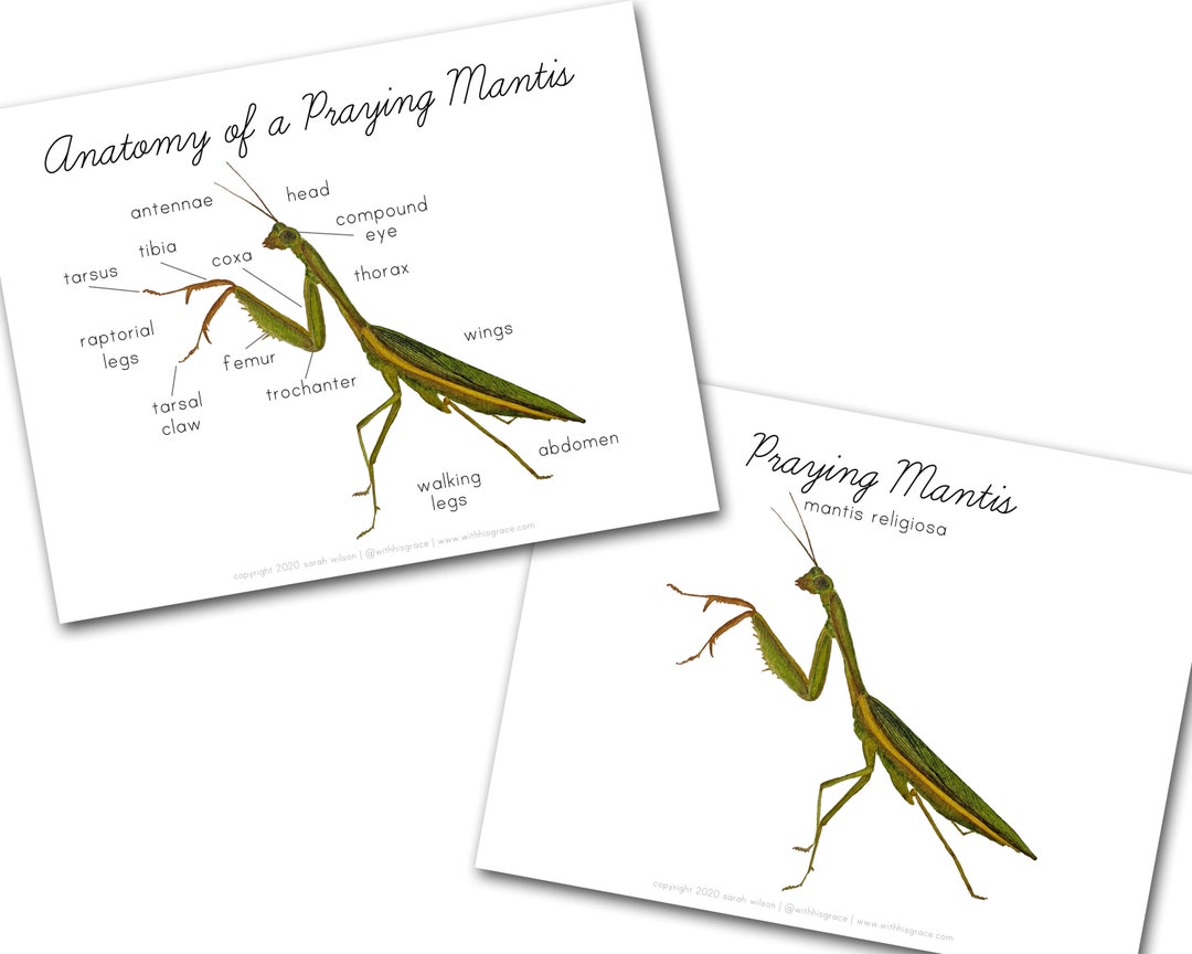 Praying Mantis Anatomy at Jacob Mauldin blog