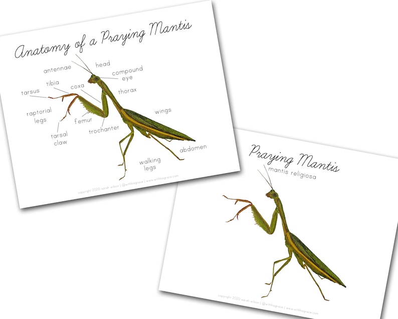 Anatomy of a Praying Mantis - Etsy