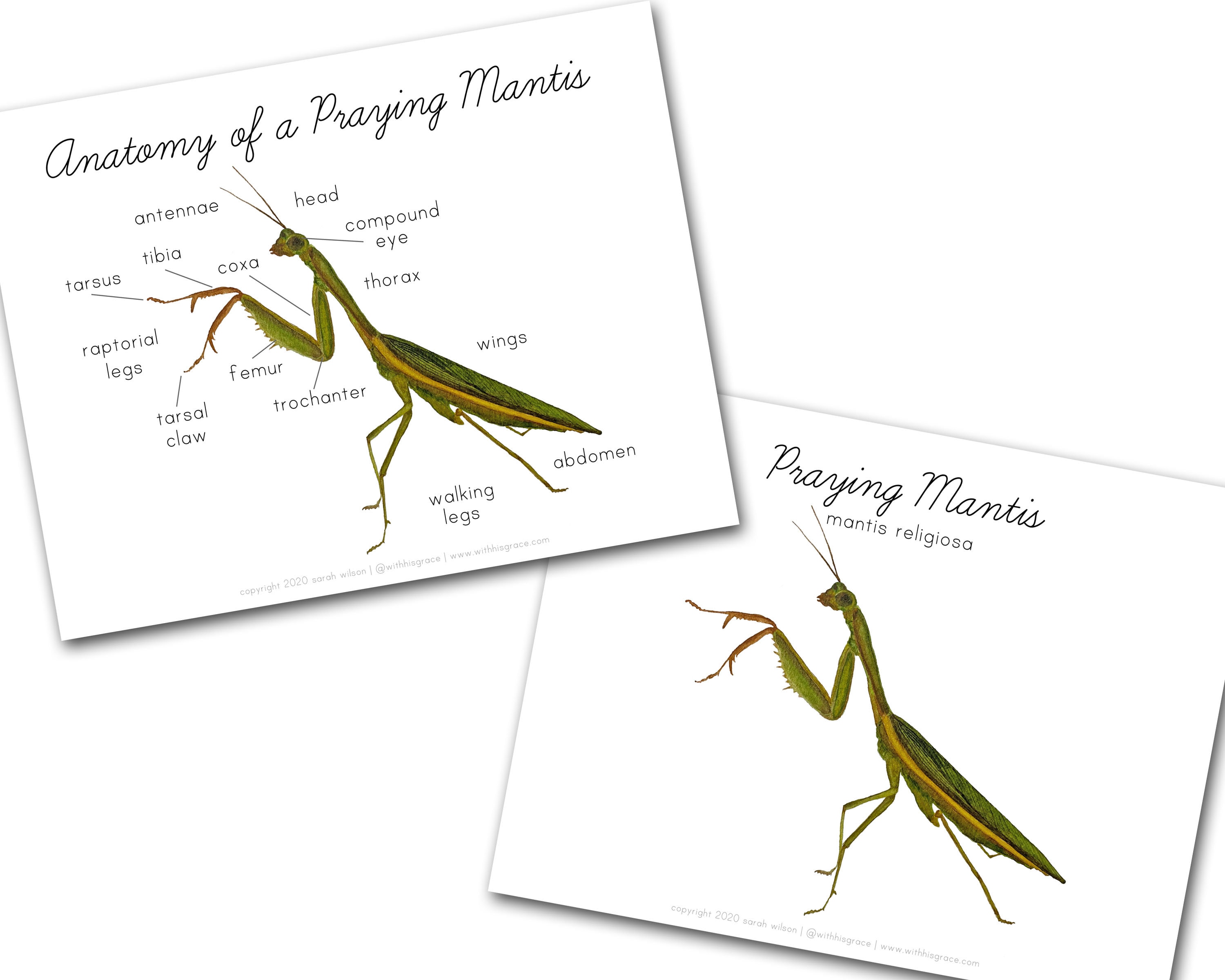 Praying Mantis Anatomy