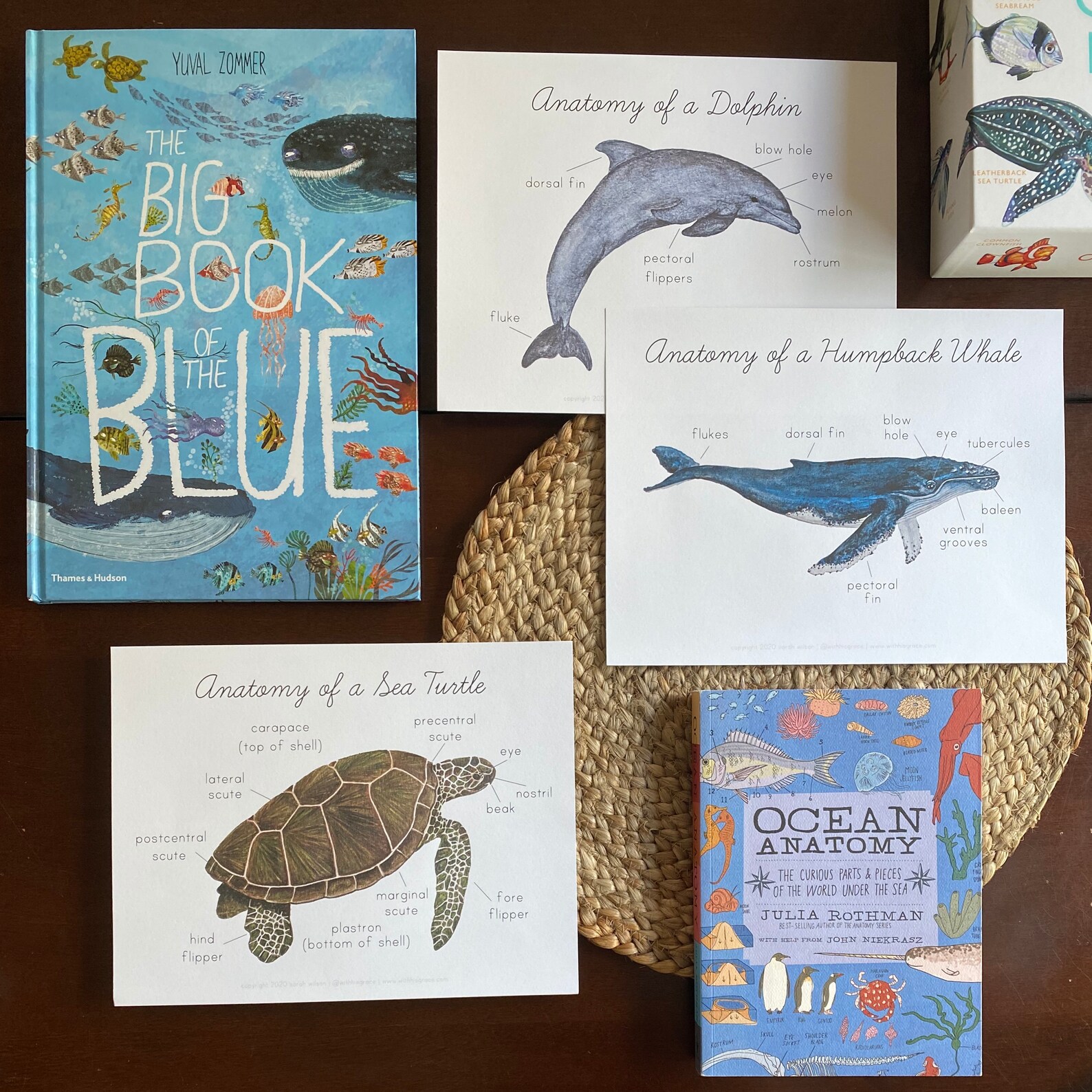 Ocean Anatomy Set - Etsy