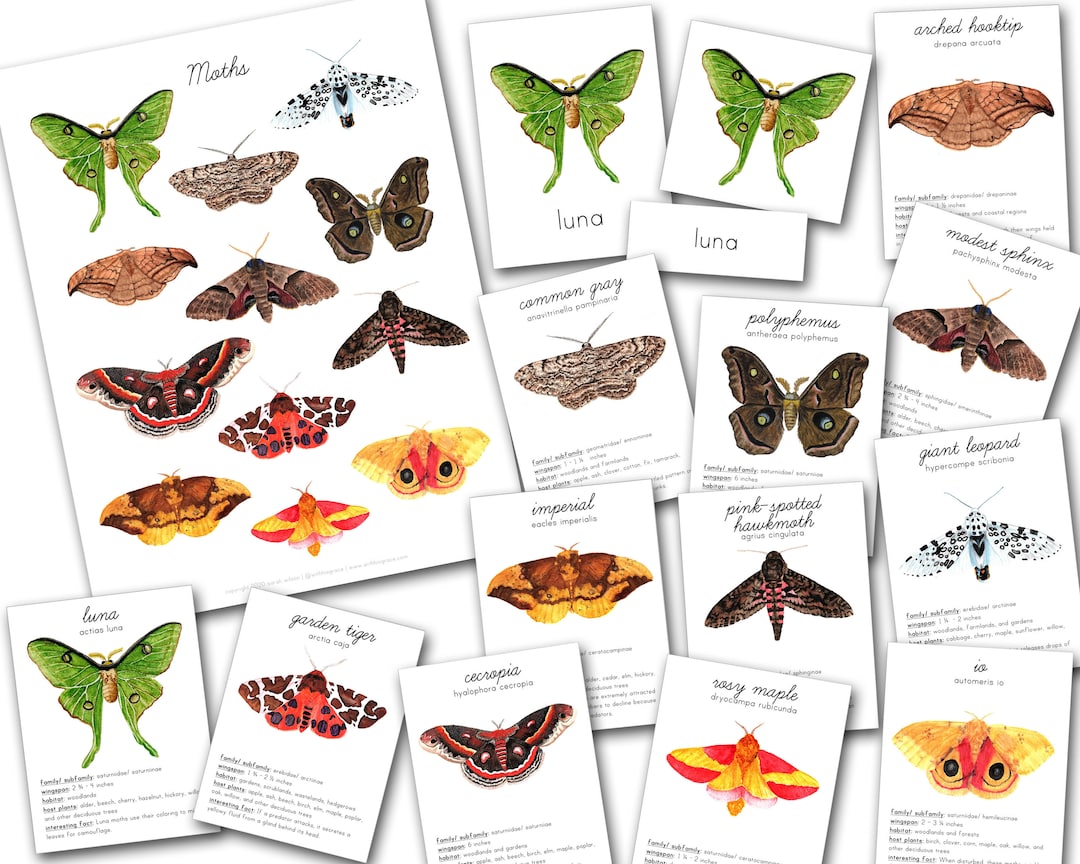 Moth Nature Guide - Etsy