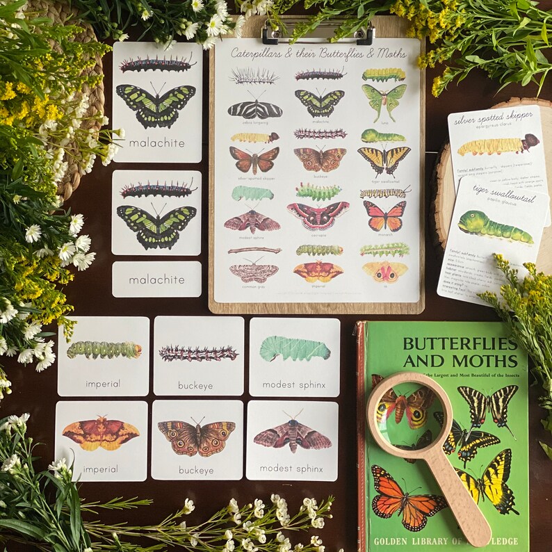 Caterpillar Nature Guide - Etsy